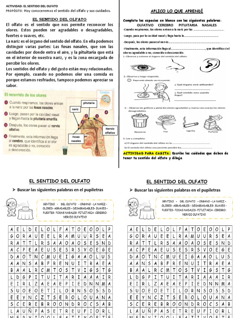 Actividades sobre el sentido del olfato | PDF