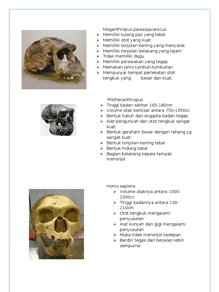 Meganthropus Palaeojavanicus | PDF