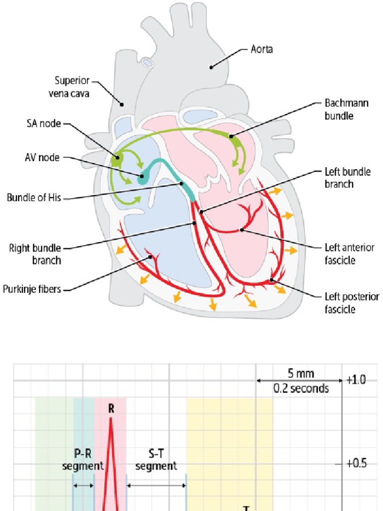 Heart Charts | PDF