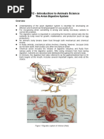 Bird Digestive System Overview | PDF | Digestion | Gastrointestinal Tract
