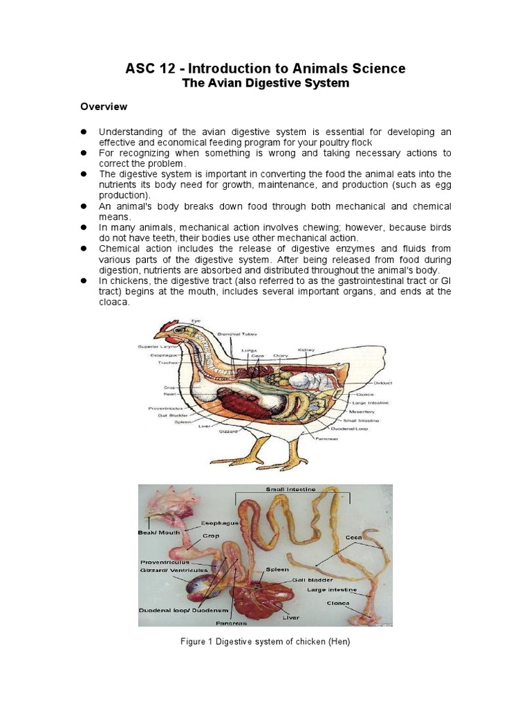 ASC 12 - The Avian Digestive System | PDF | Human Digestive System ...
