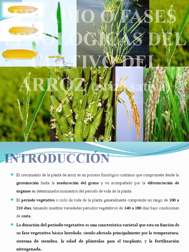 Estadios-Bases Fenologicas Del Arroz | PDF | Germinación | Arroz