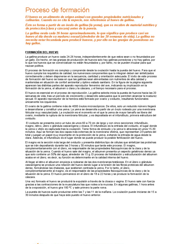 Proceso de Formación Del Huevo | PDF | Huevo | Pollo