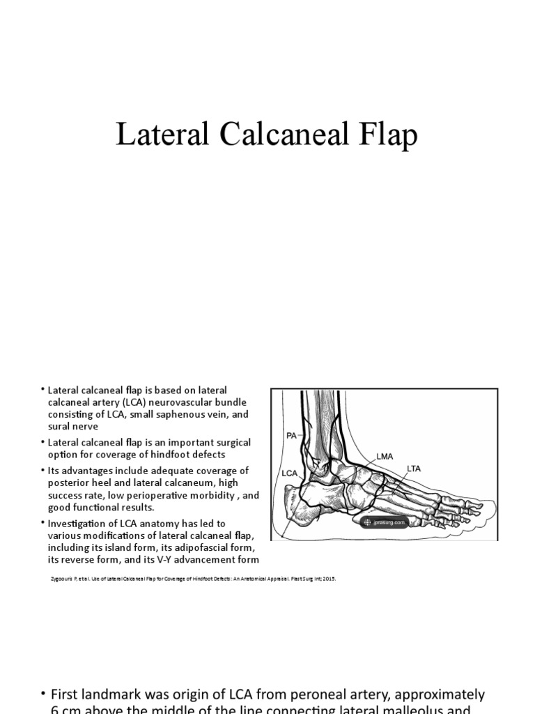 Lateral Calcaneal Flap | PDF | Anatomical Terms Of Location | Limbs ...