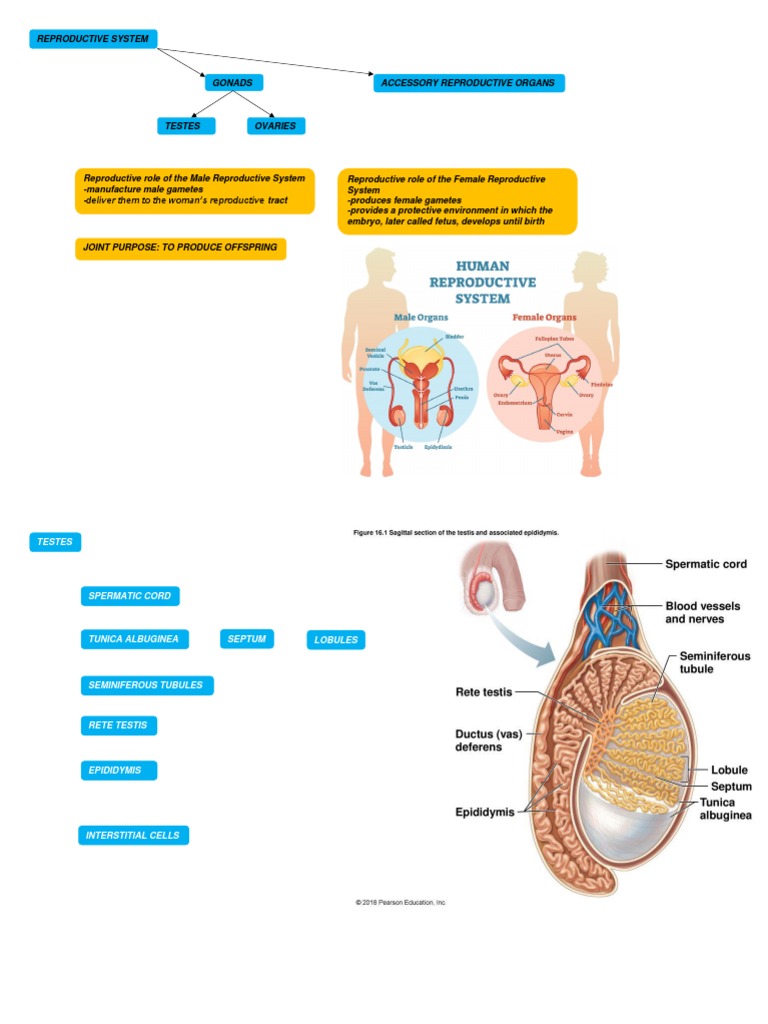Reproductive System Concept Map | PDF | Uterus | Reproductive System