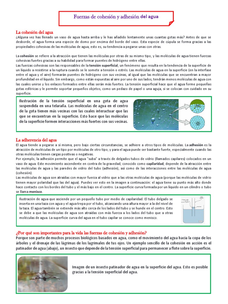 Fuerzas de Cohesión y Adhesión Del Agua. | PDF | Propiedades del agua ...