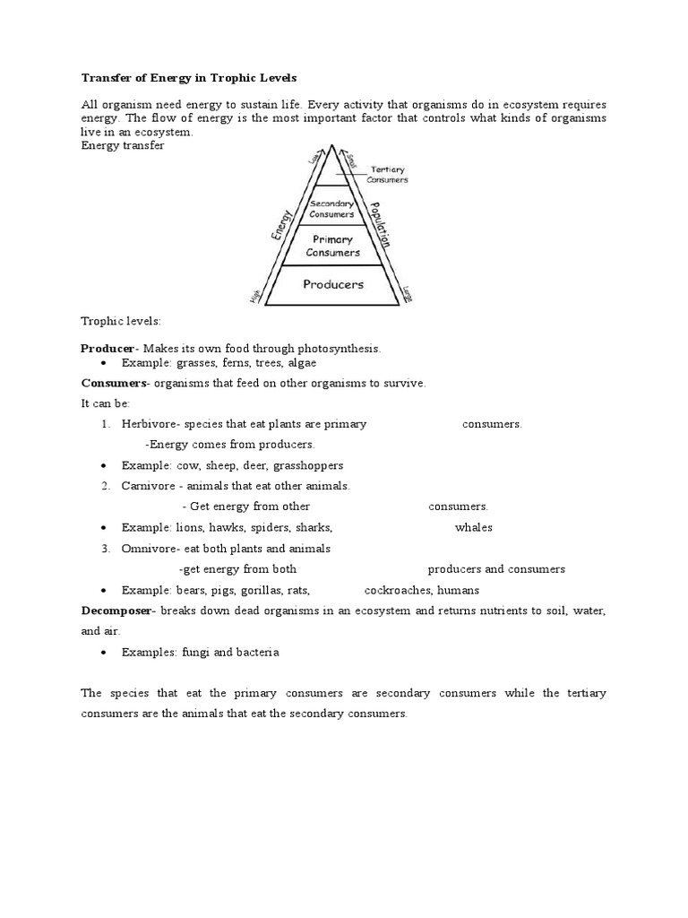 Transfer of Energy in Trophic Levels Handout | PDF | Food Web | Ecosystem