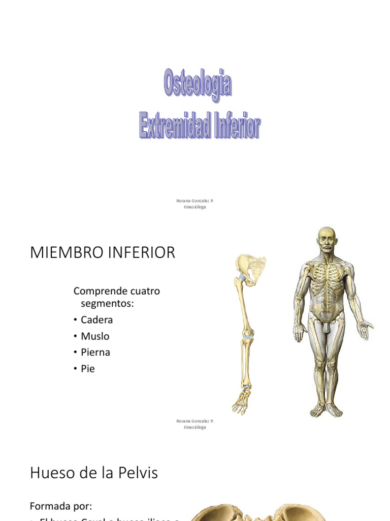 Extremidad Inferior 2022 | PDF | Sistema musculoesquelético | Anatomía ...