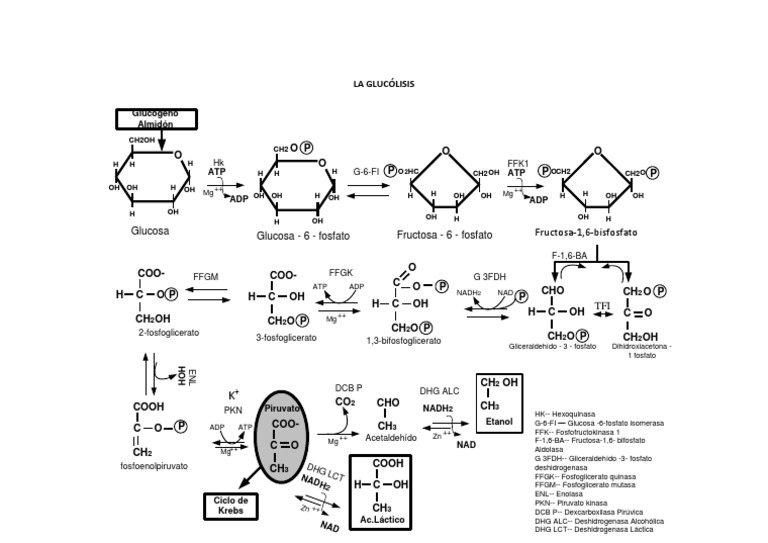 Ruta Metabólica de La Glucólisis | PDF | Glucólisis | Nutrientes
