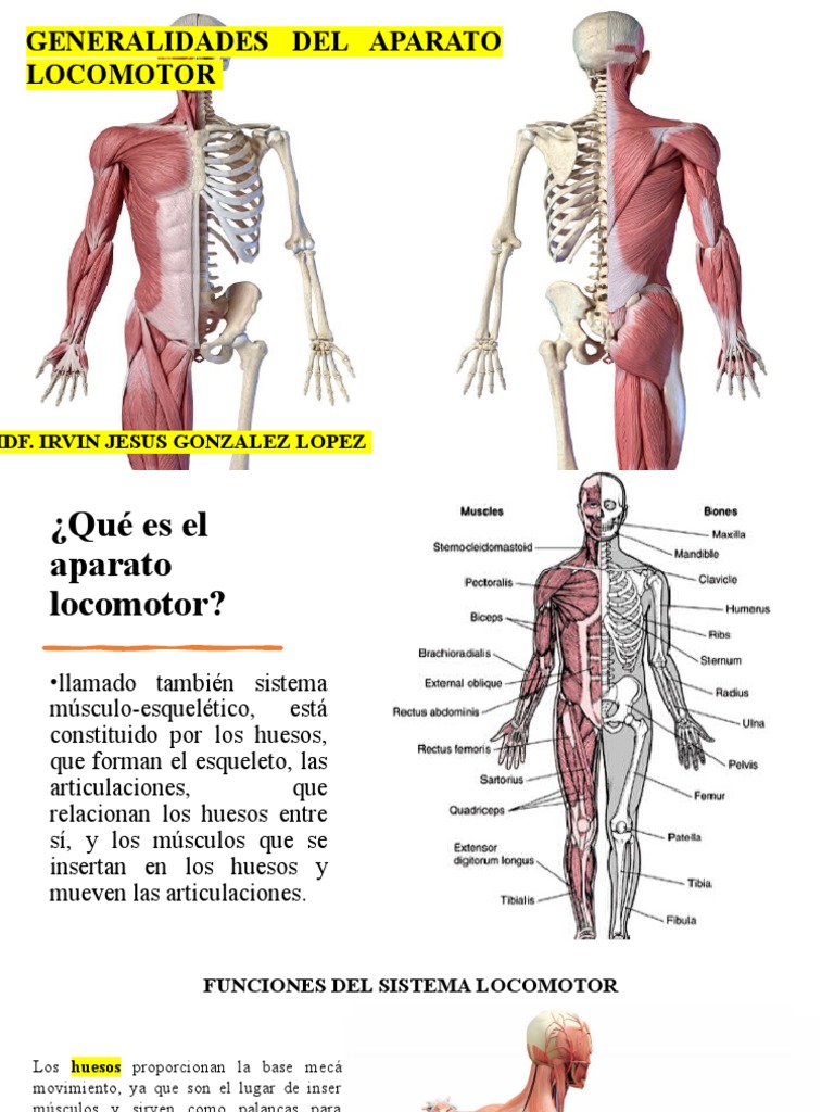 Generalidades Del Aparato Locomotor | PDF | Términos anatómicos de ubicación | Sistema ...