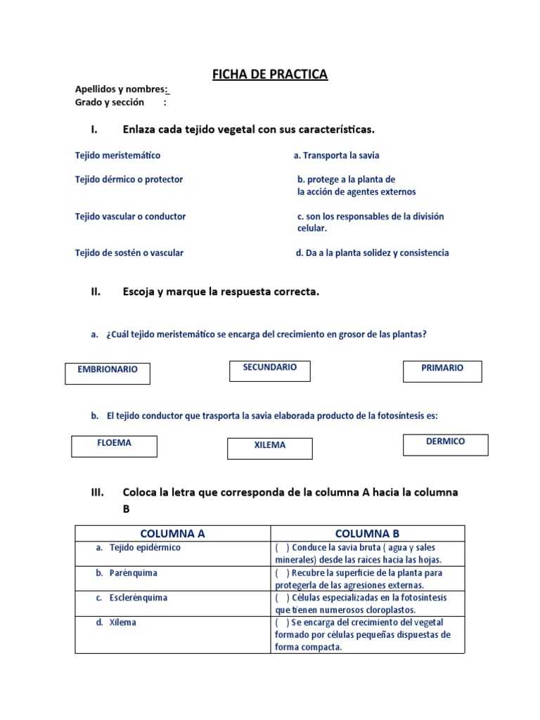 Ficha de Practica 2do Secundaria | PDF | Plantas | Histología