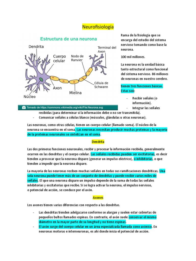 Neurofisiología | PDF | Sinapsis | Neurona