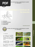 Evolución de Insectos: Cronología y Origen | PDF | Insectos | Escala de ...