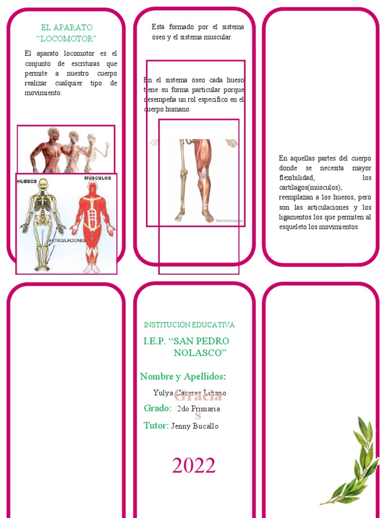 Triptico Aparato Locomotor | PDF