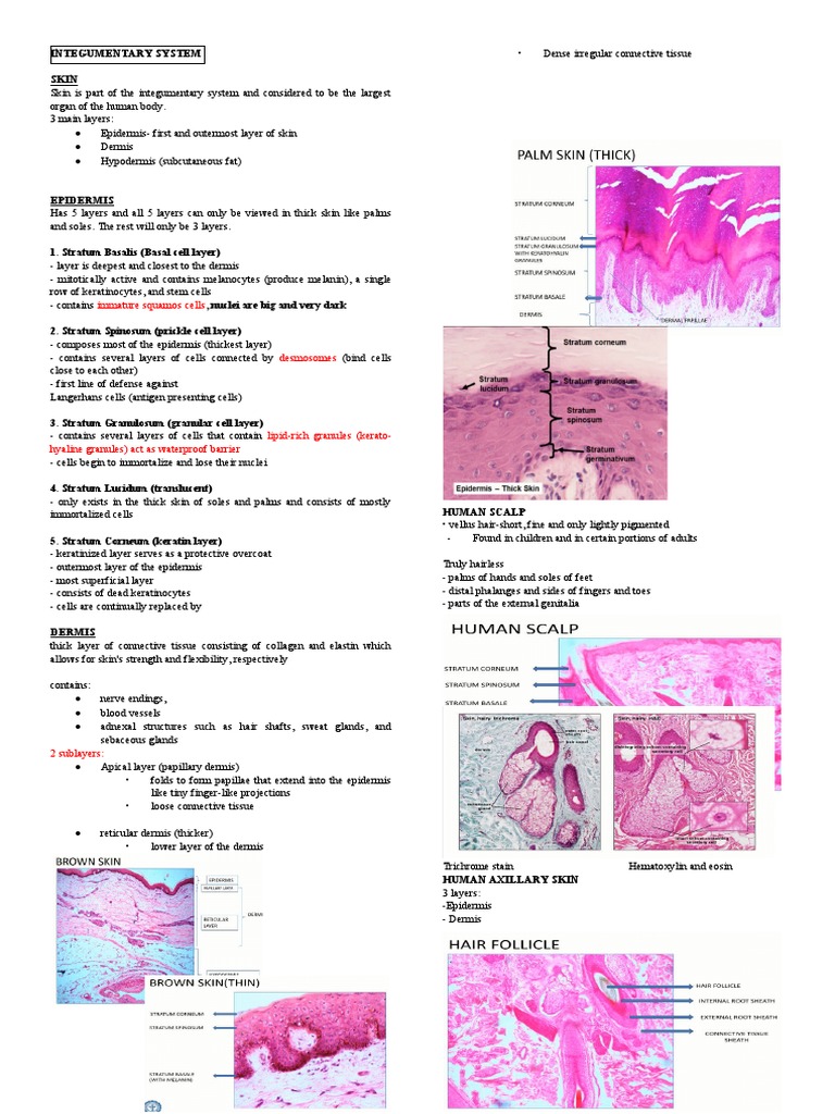 Integumentary System | PDF | Epidermis | Skin