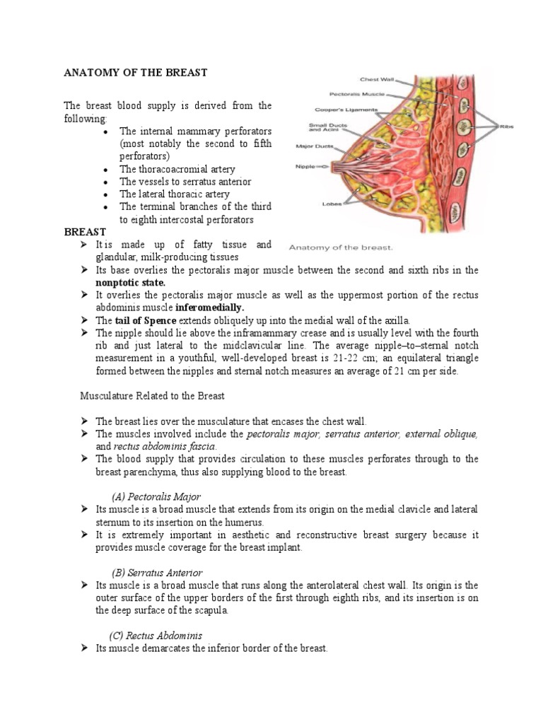 Anatomy of The Breast | PDF | Abdomen | Breast