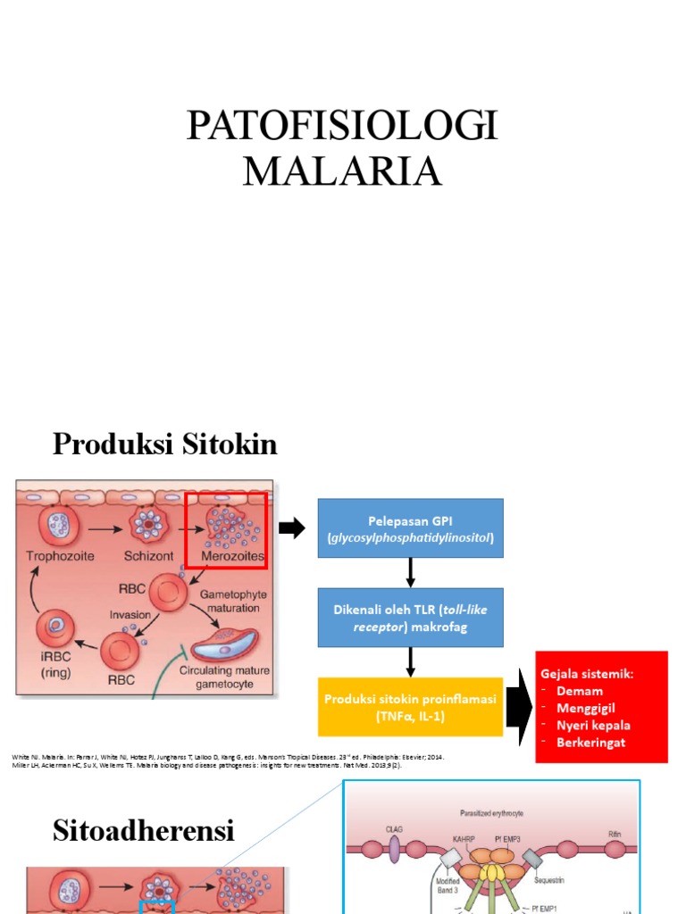 Patofisiologi Malaria | PDF | Malaria | Medical Specialties