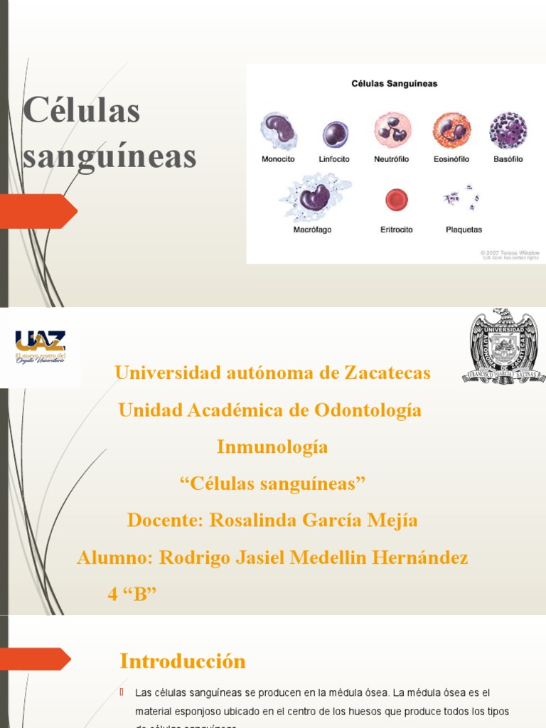 Celulas Sanguineas | PDF | Leucocito | Sistema inmune