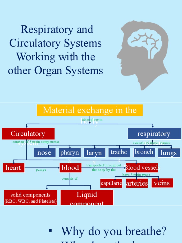 Chapter 1 - Respiratory and Circulatory Systems Working With The Other ...