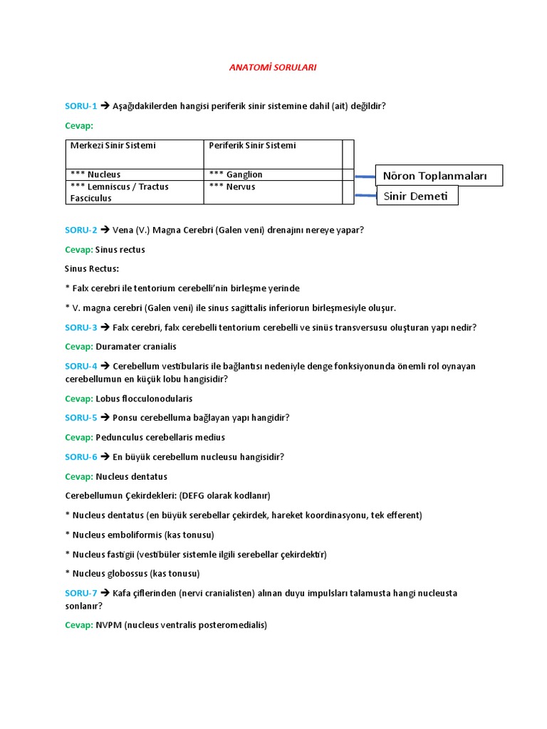 Anatomi̇ Sorulari | PDF
