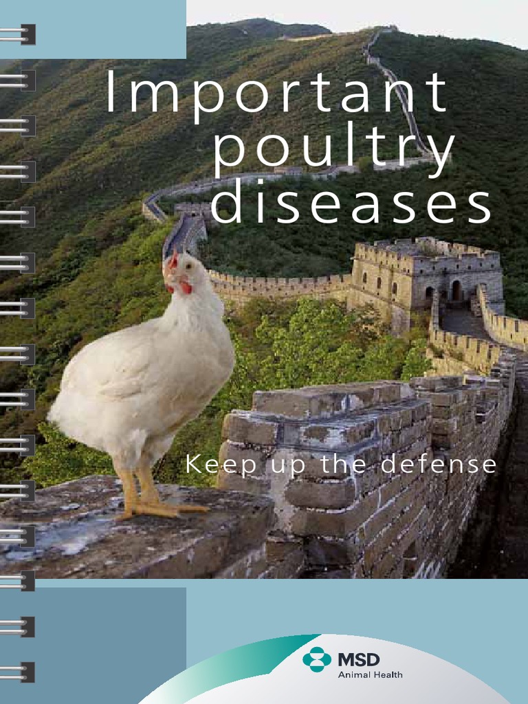 Important Poultry Diseases MSD B | PDF | Avian Influenza | Infection