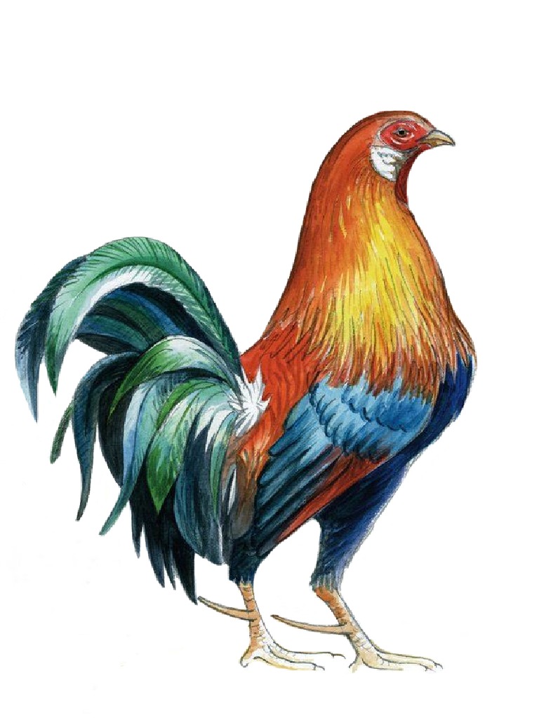 Gallo | PDF