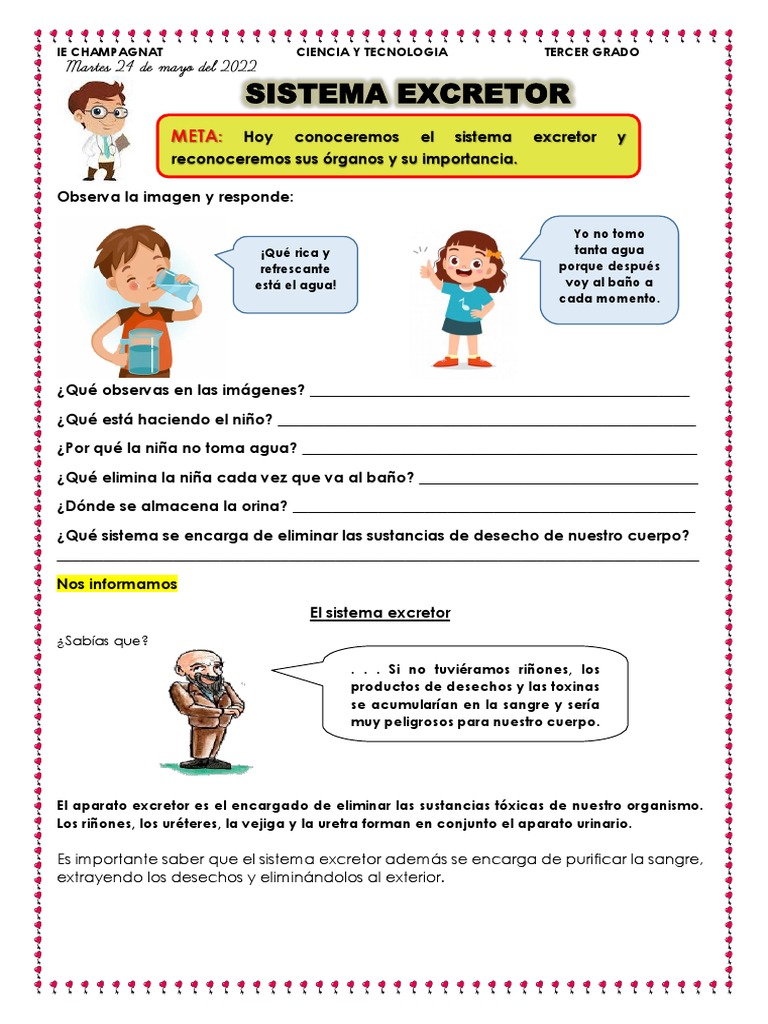 El sistema excretor y sus funciones vitales | PDF | Sistema urinario ...