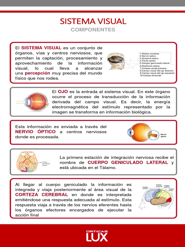 Sistema Visual | PDF