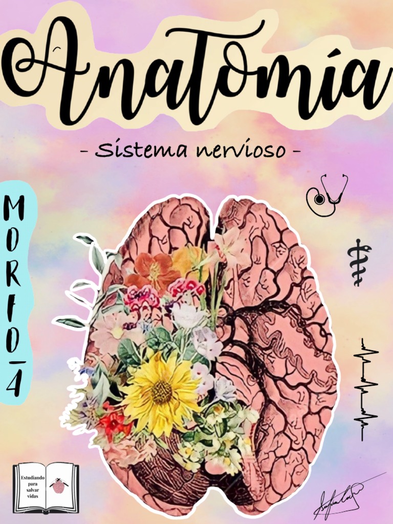 Clase 1 - Morfo 4 | PDF | Sinapsis | Sistema nervioso central