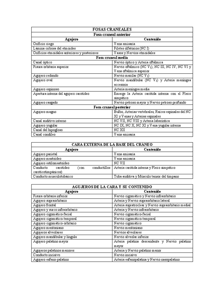 Fosas Craneales | PDF | Cabeza y cuello humanos | Anatomía humana