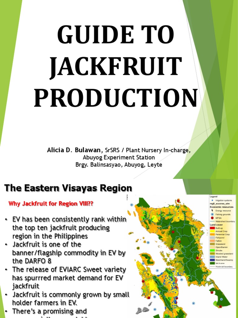 Jackfruit Production Guide for Philippines | PDF | Pruning | Fertilizer