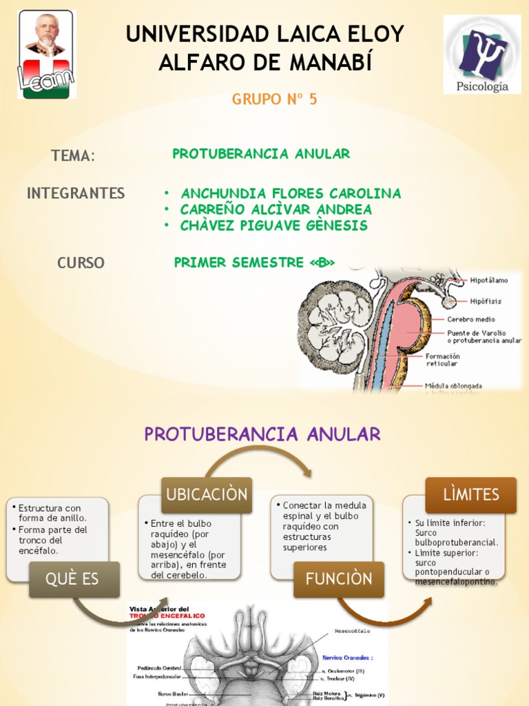 Protuberancia Anular: Estructura y Función | PDF | Sistema nervioso ...