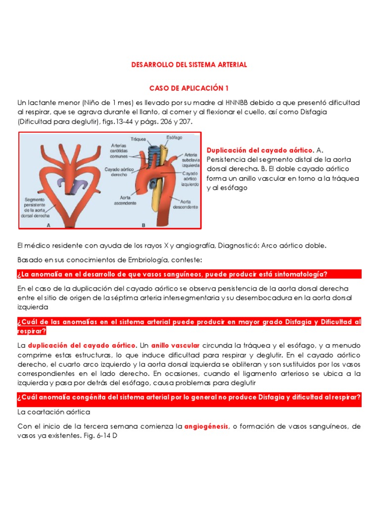 Desarrollo Del Sistema Arterial | PDF | Feto | Sistema circulatorio