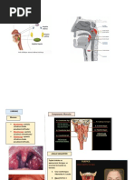 Anatomía y Fisiología de La Rinofaringe, Orofaringe e Hipofaringe | PDF ...
