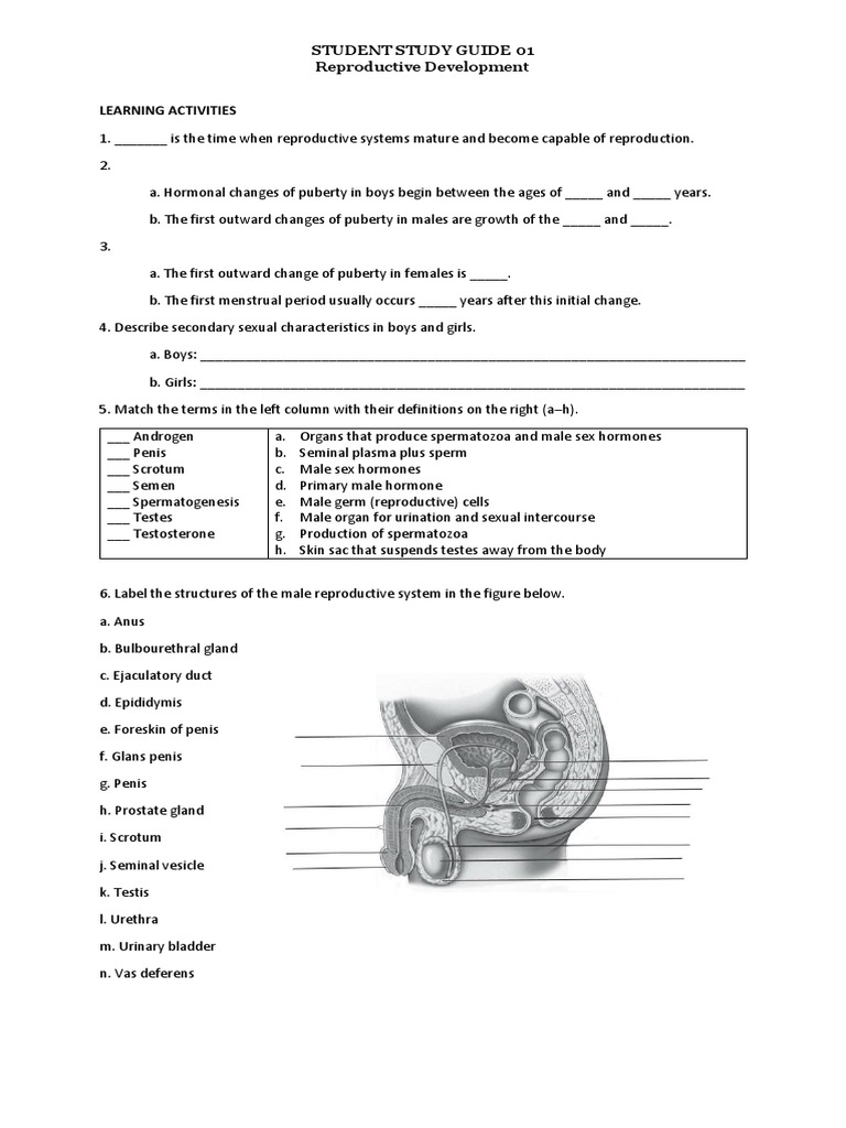 Student Study Guide on Reproductive Development | PDF | Uterus | Vagina