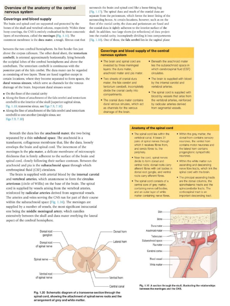 Neuroanatomy - An Illustrated Coloured Text | PDF