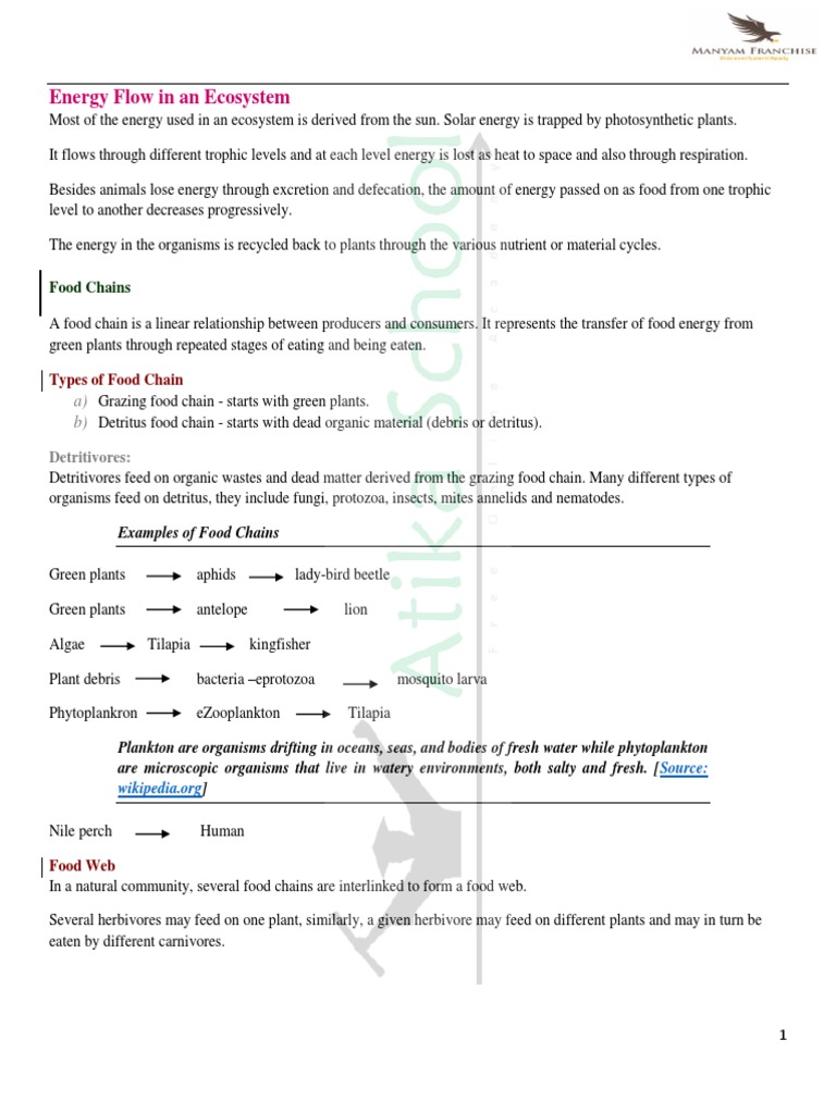 11.3.Energy Flow in an Ecosystem | PDF | Leaf | Stoma