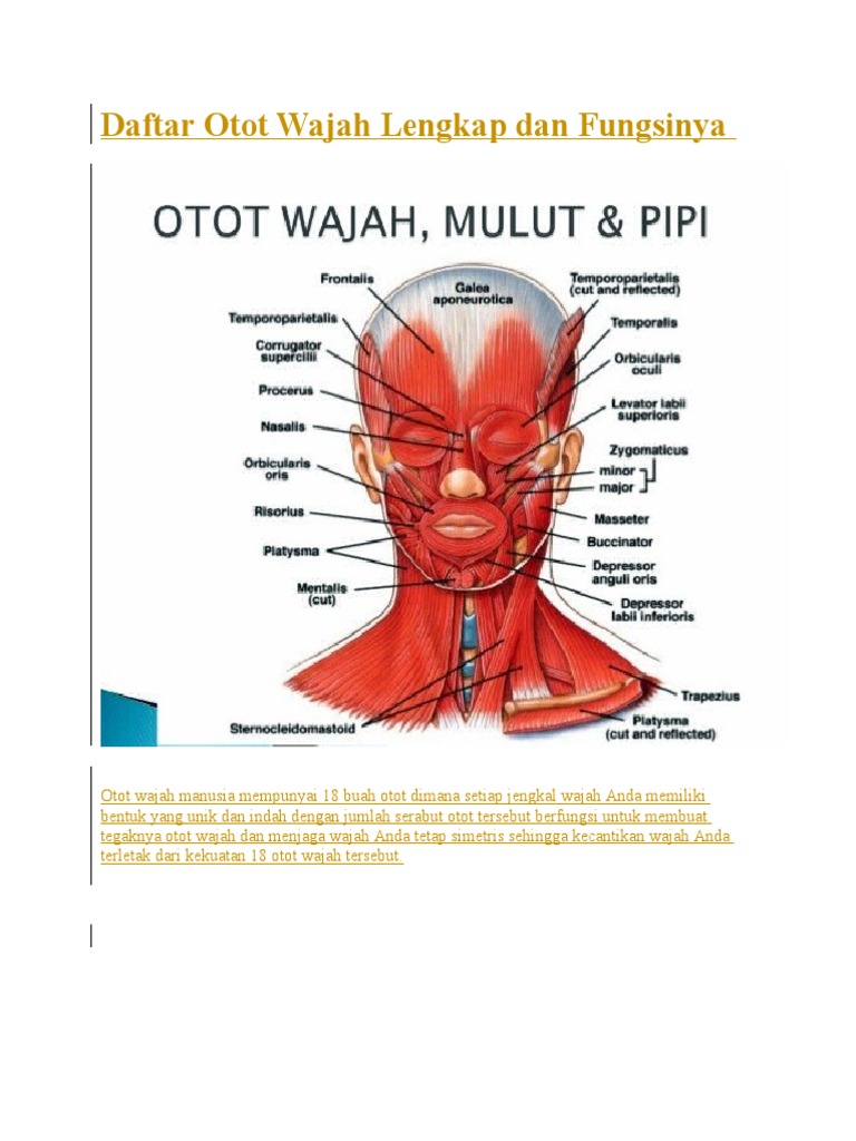 Daftar Otot Wajah Lengkap Dan Fungsinya | PDF