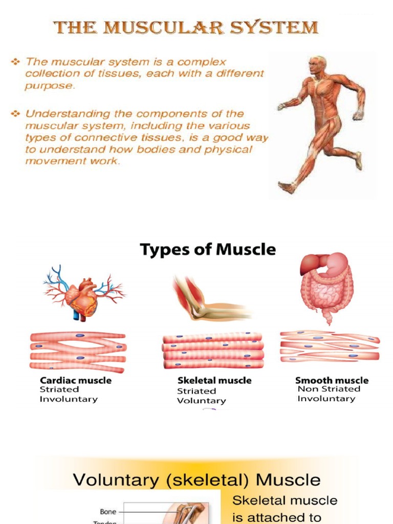 Muscular System | PDF