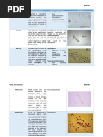7 - Casts in Urine Sediments | PDF | Clinical Medicine | Kidney