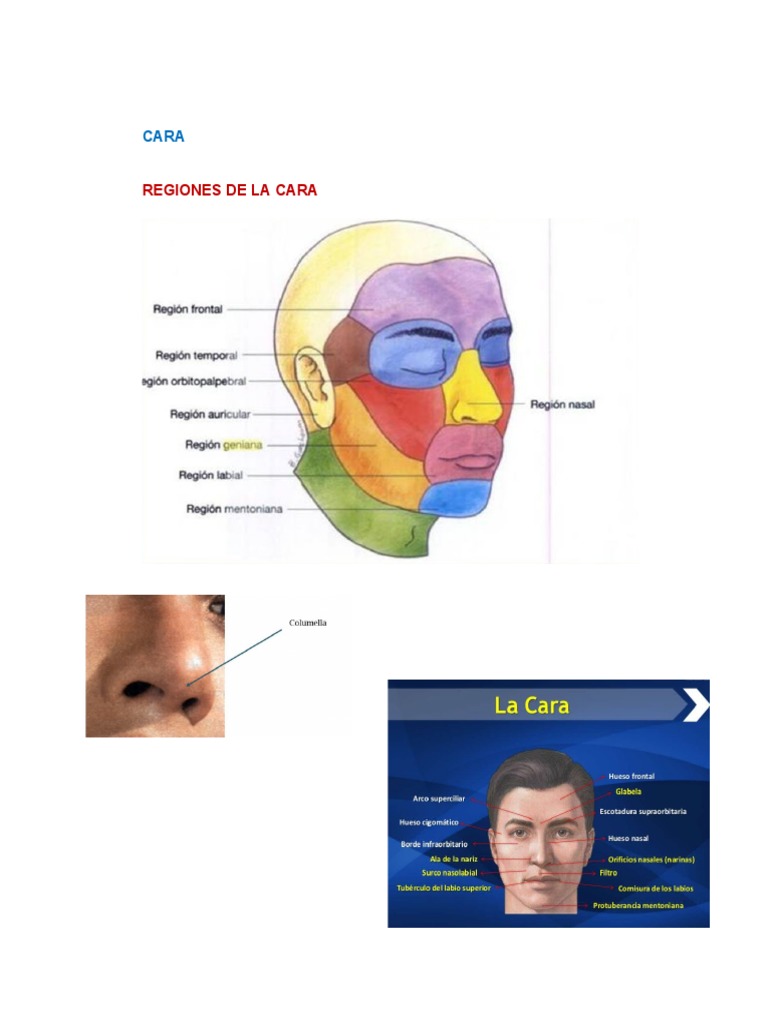 CARA | PDF | Anatomía | Anatomía humana