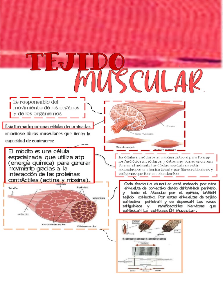 Tejido Muscular Infografia 275594 Downloable 600206 | PDF