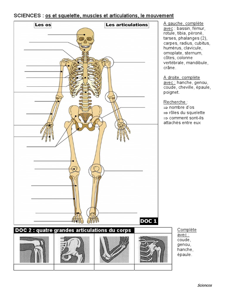 Anatomie des os et articulations humaines | PDF | Coude | Articulation ...