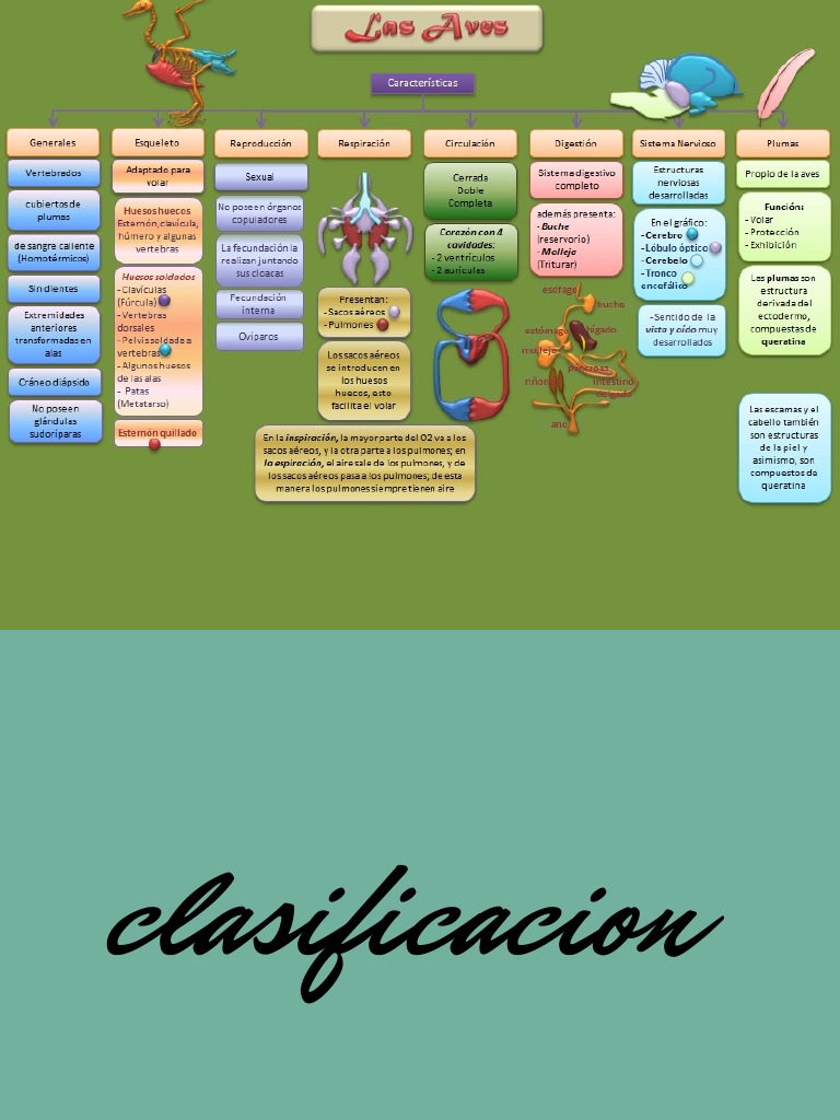 Las Aves Expocicion de Cyt | PDF