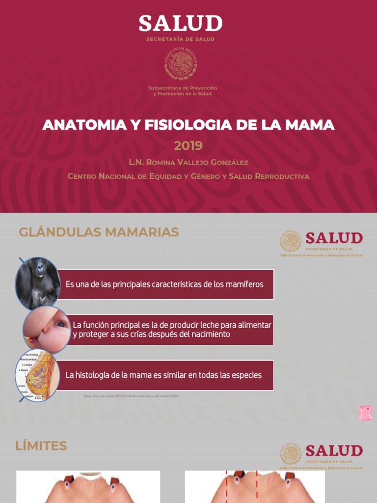 Anatomia de La Mama | Descargar gratis PDF | Pecho | Zoología