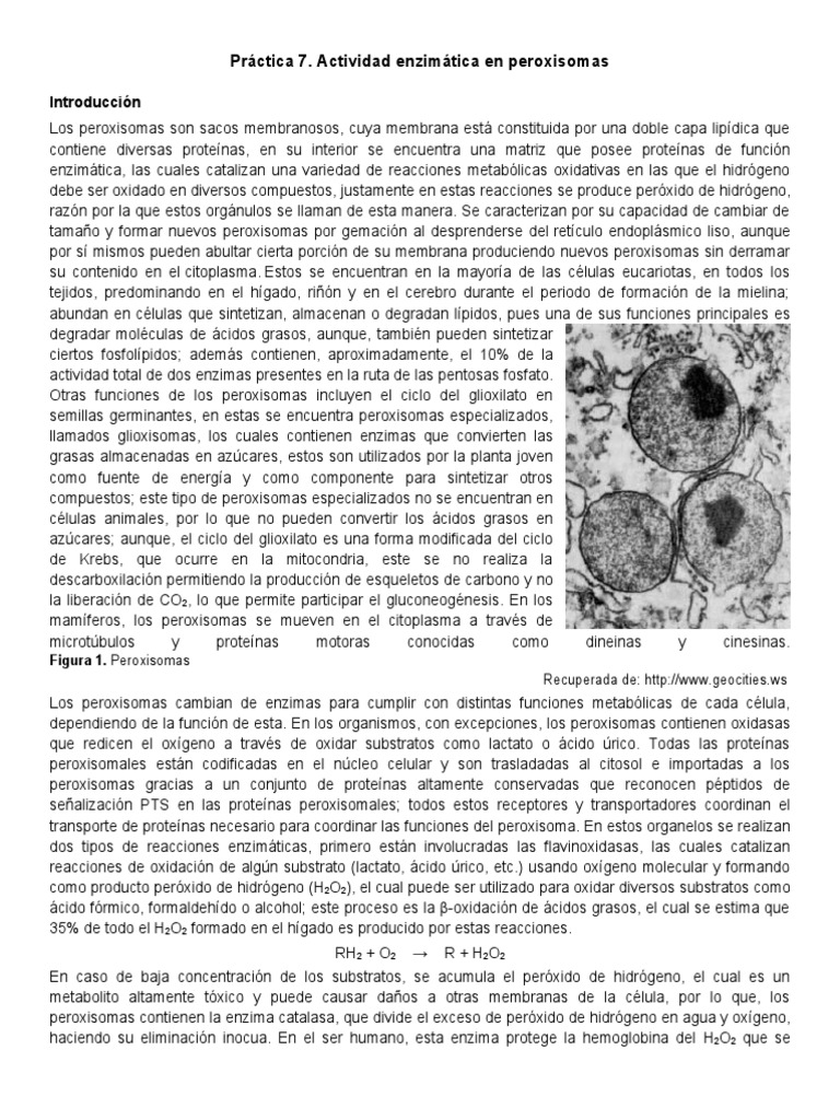 Práctica7 ActividadEnzimáticaEnPeroxisomas | PDF | Lípido | Biología
