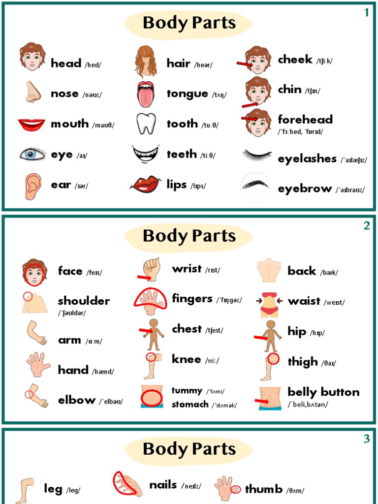 Body Parts Vocabulary for Kids | PDF | Wellness