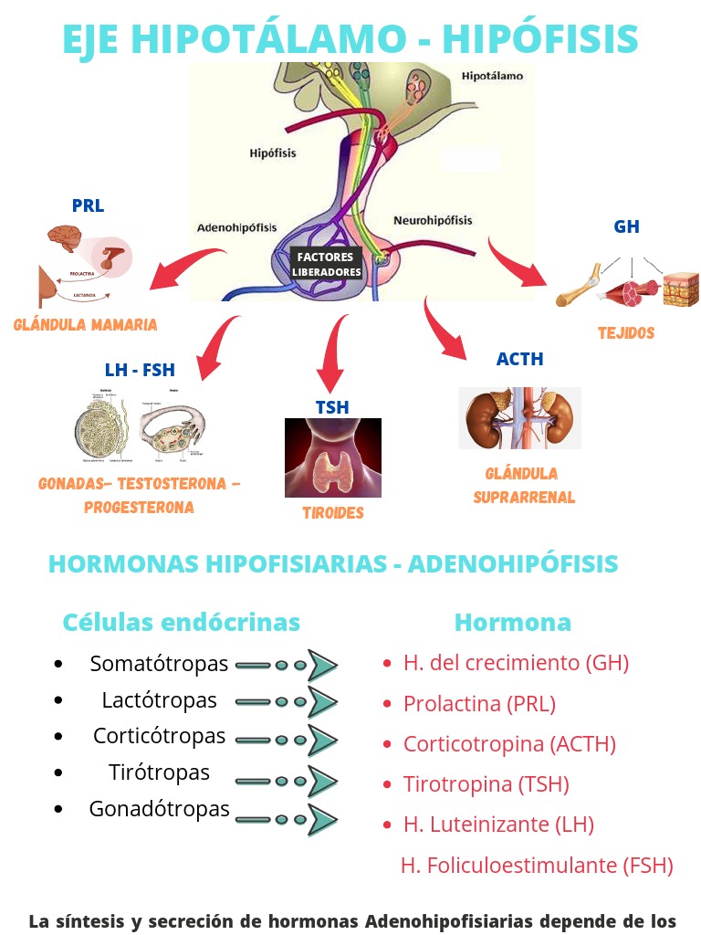 Eje Hipotálamo - Hipófisis | PDF
