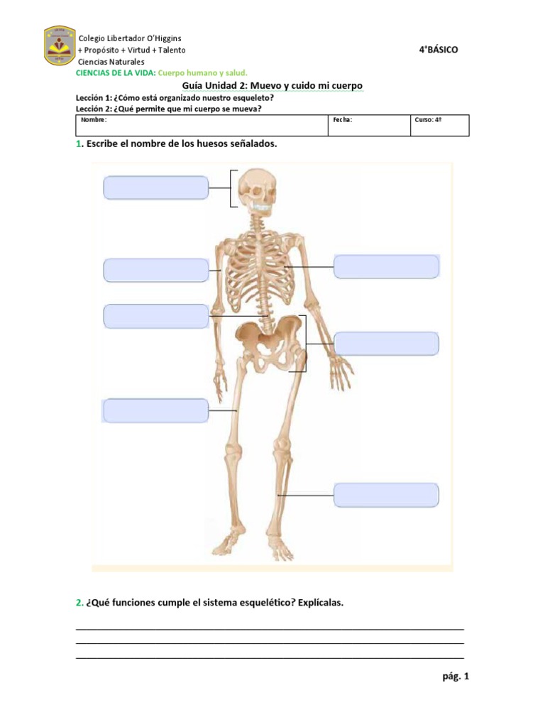 Guía Unidad 2 - Muevo y Cuido Mi Cuerpo | PDF Guía Unidad 2 - Muevo y Cuido Mi Cuerpo | PDF
