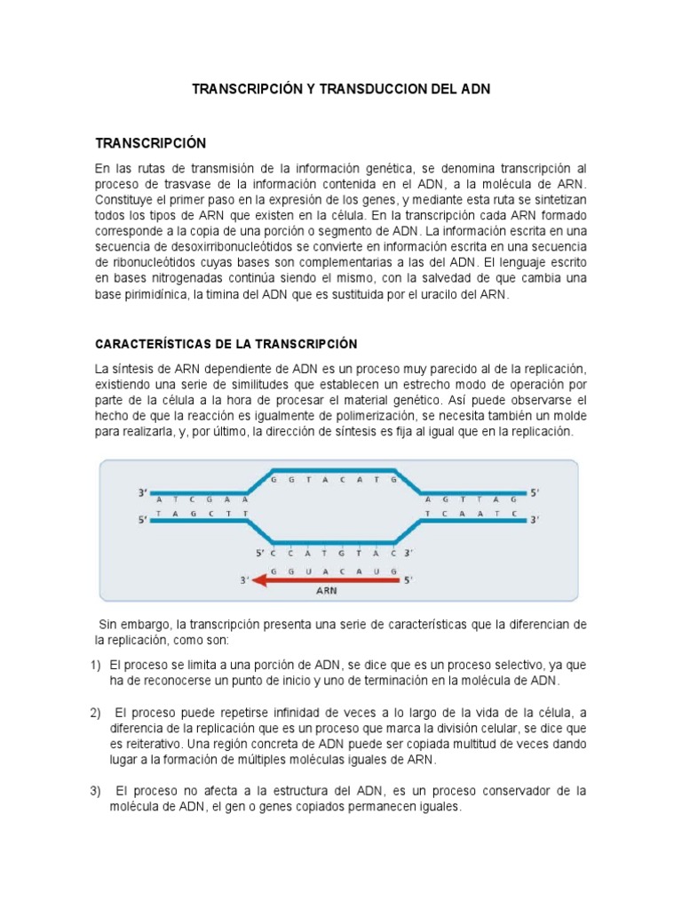 Transcripción y Transduccion Del Adn | PDF | Traducción (biología) | Rna